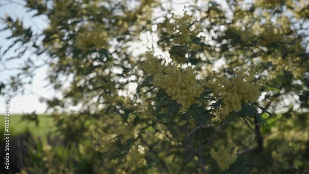 Vidéo Stock Panned 4K video of yellow tree branches moved by the fresh ...
