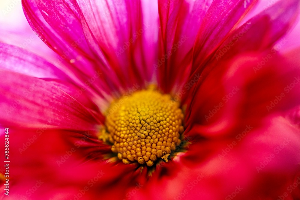 Macro picture of a purple chrysanthemum disk (seeds) and rays (petals ...