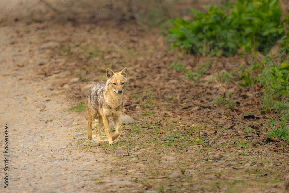 Sri Lankan jackal walks in the gravel road in Yala national park ...
