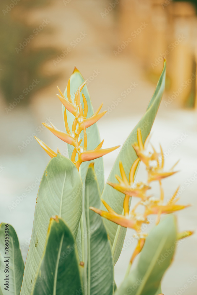 Strelitzia reginae,Strelitzia reginae is a type of flower with an ...