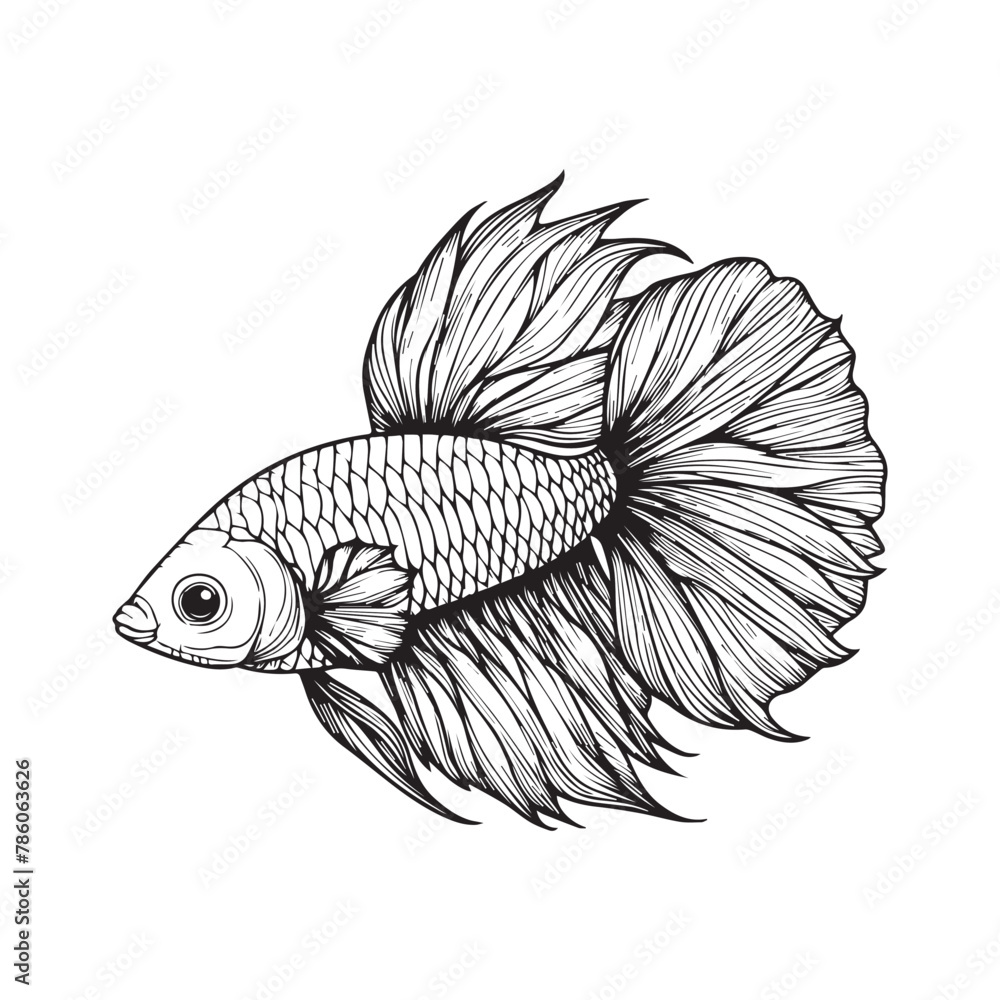 Betta fish or Siamese fighter fish side view in simple hand drawn line ...