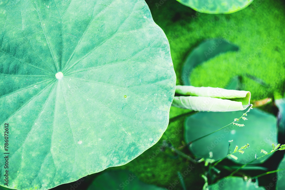 Lotus,Artificially created bio system with a beautiful white lotus ...
