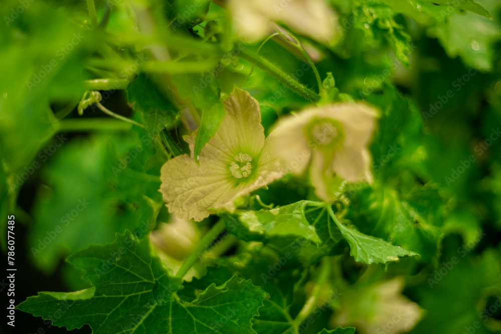 Benincasa hispida, Benincasa hispida only grows once a year, and when ...