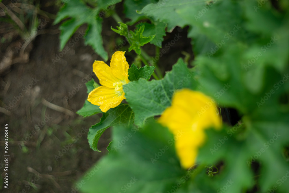 Benincasa hispida,Benincasa hispida needs heat to grow, but Benincasa ...