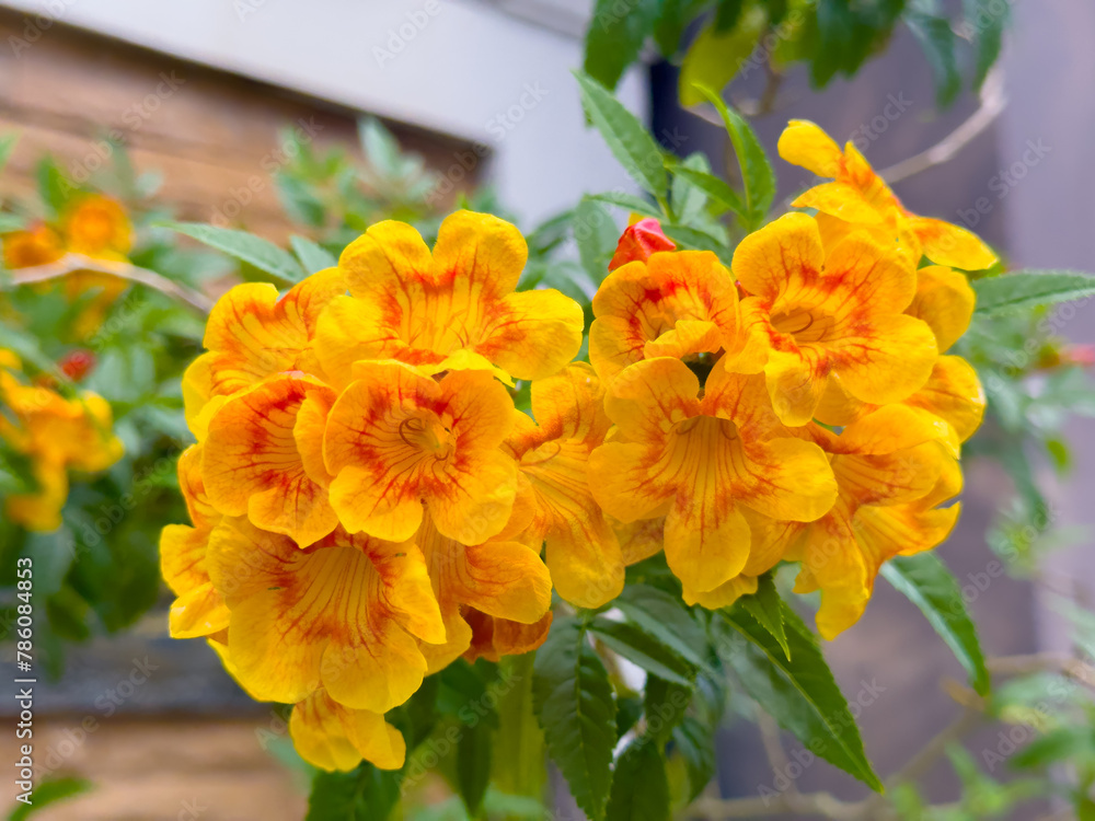 Hybrid trumpet flowers in the pot as an ornamental houseplant ...