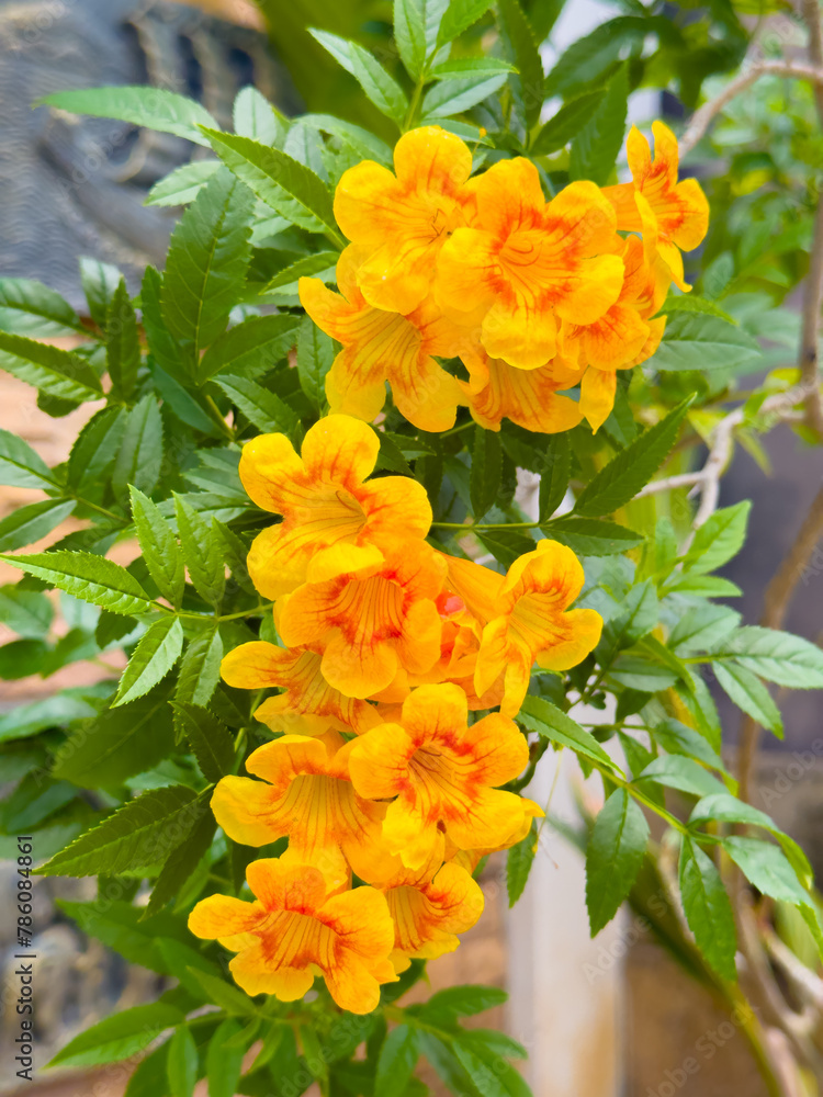 Hybrid trumpet flowers in the pot as an ornamental houseplant ...