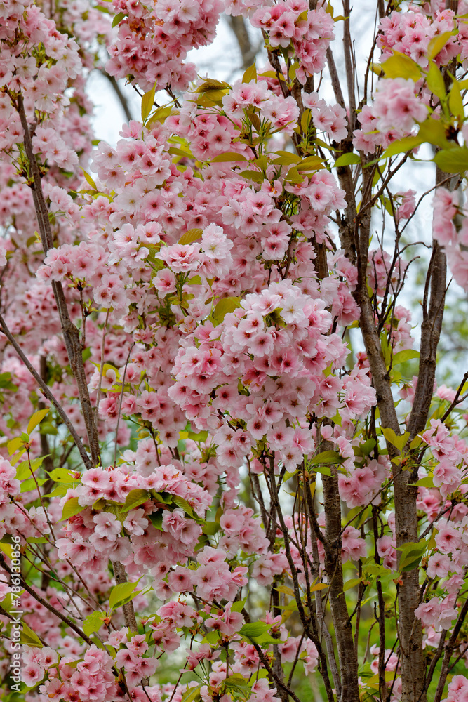 Baume Mit Rosa Bluten
