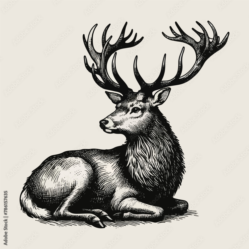 hand drawn deer old engraving vector illustration style. deer vintage ...