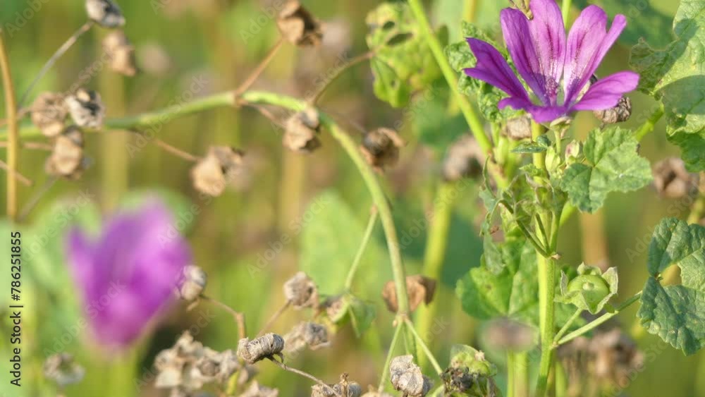 Malva sylvestris is species of mallow genus Malva in family of ...