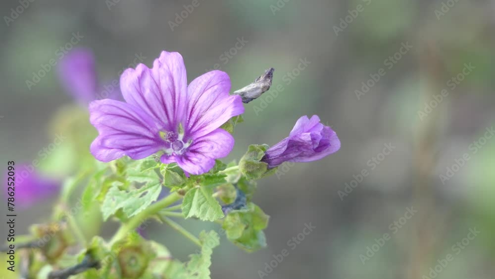Vidéo Stock Malva sylvestris is species of mallow genus Malva in family ...