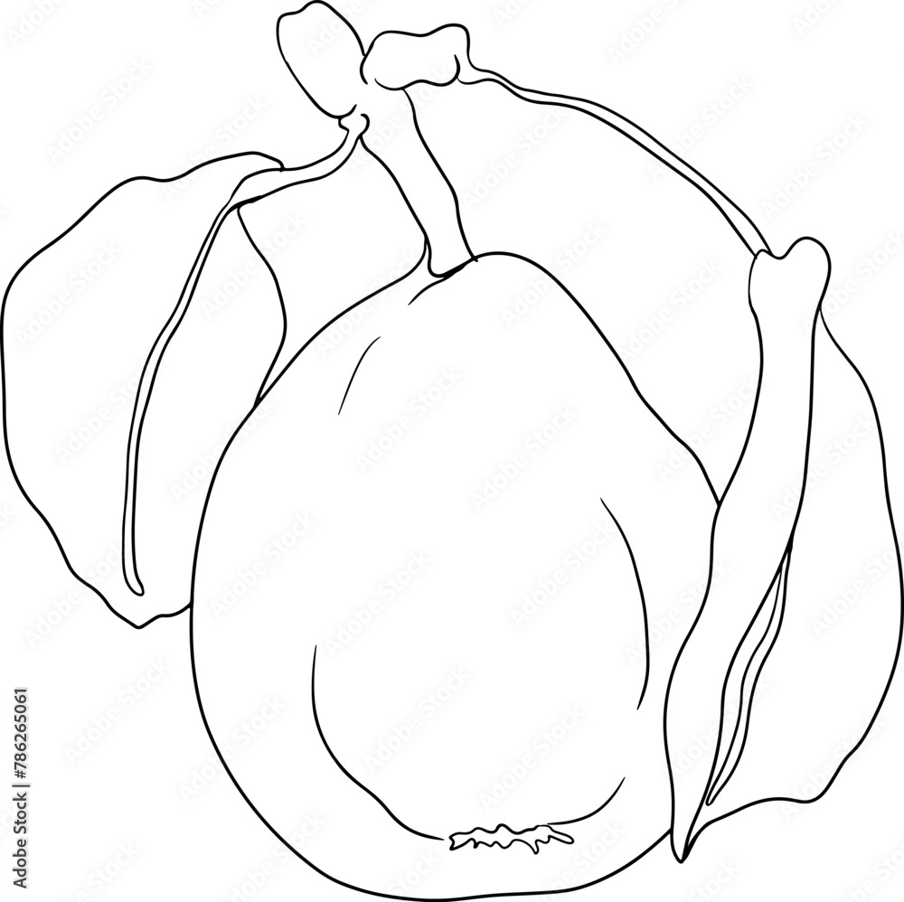 Hand drawn, line fresh pears. Pear outline drawing for coloring pages ...