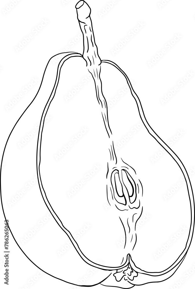 Hand drawn, line fresh pears. Pear outline drawing for coloring pages ...