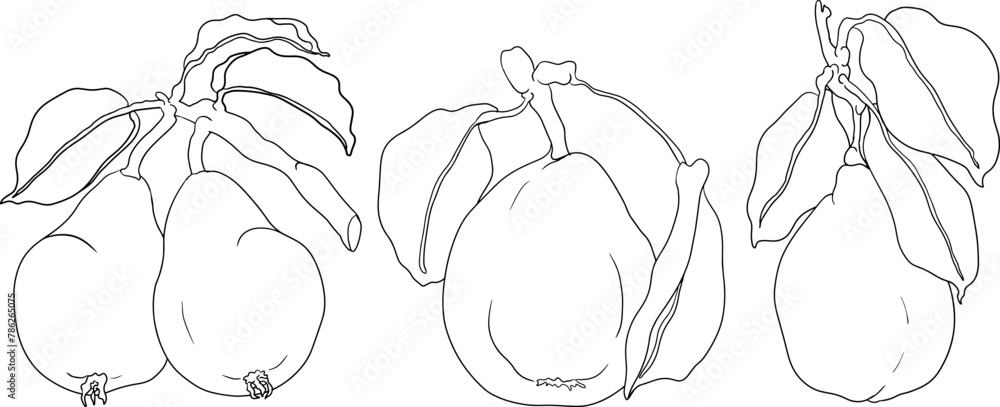 Hand drawn, line fresh pears. Pear outline drawing for coloring pages ...