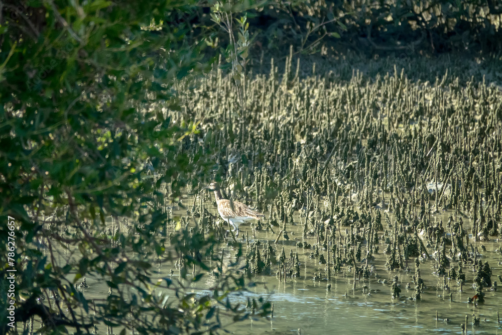 Mangrove forests in the Persian Gulf. Hara tree (Avicennia marina) main ...