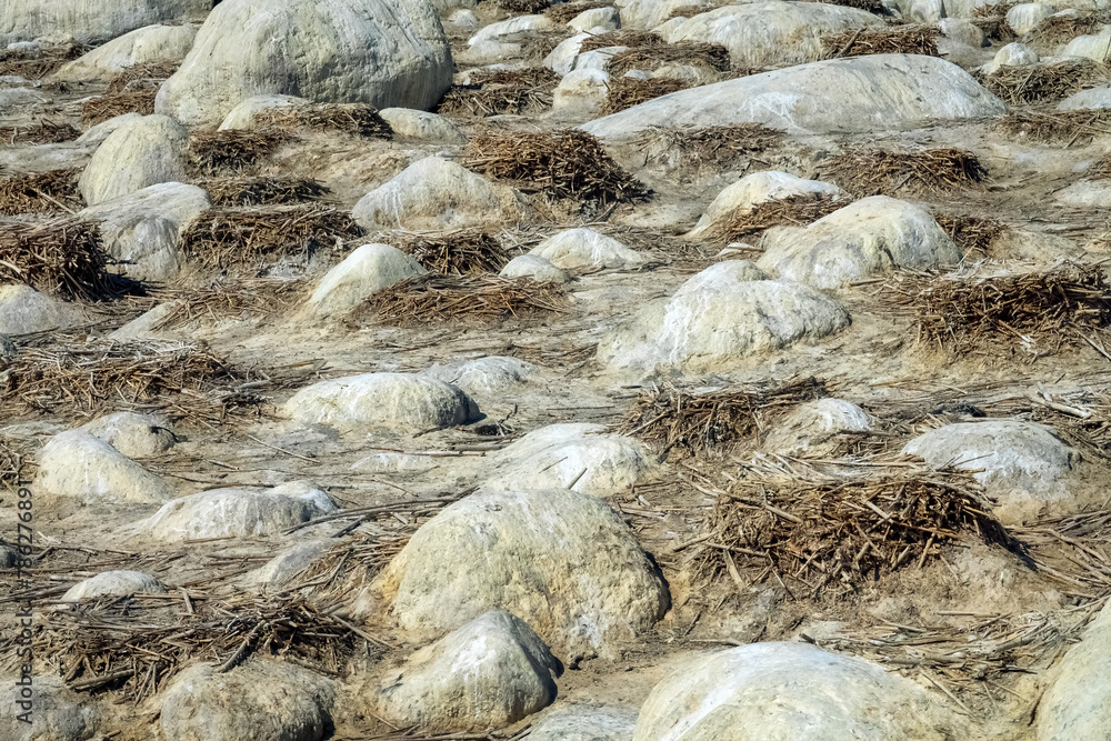 The territory of the cormorant colony after nesting. The remains of the ...