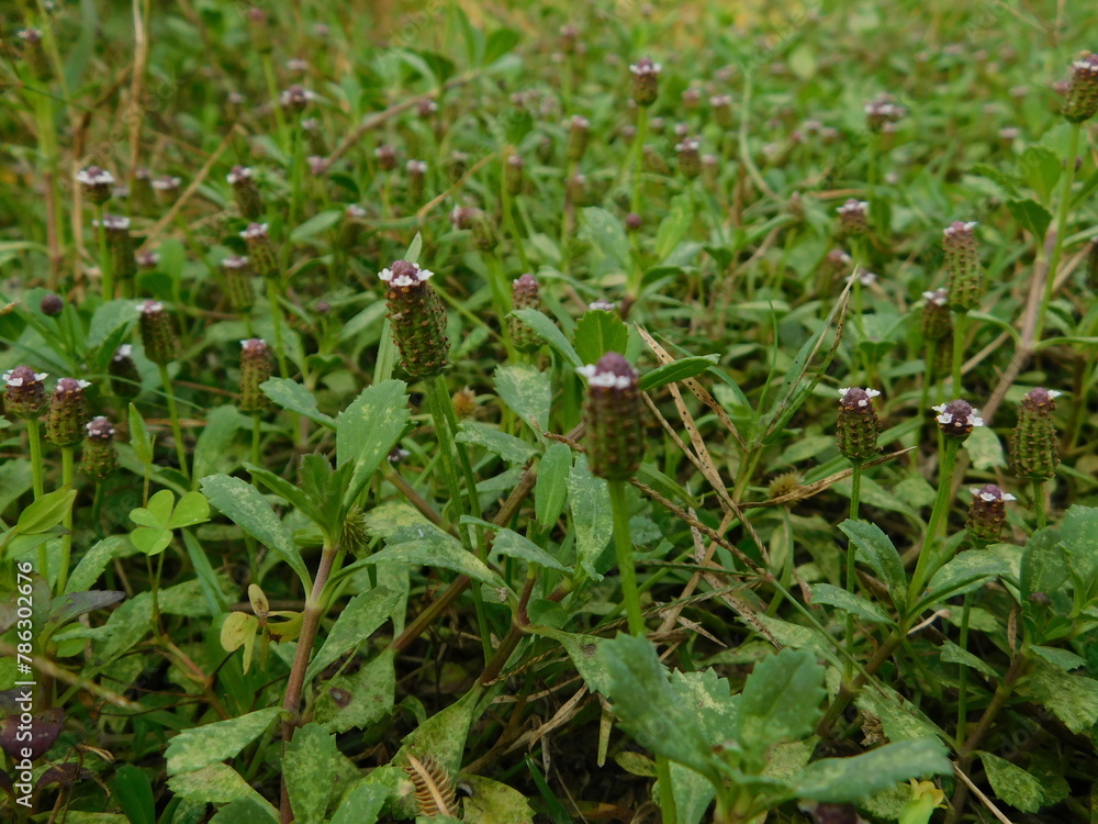 Frogfruit (Phyla nodiflora) Aka Turkey tangle fogfruit, Capeweed ...