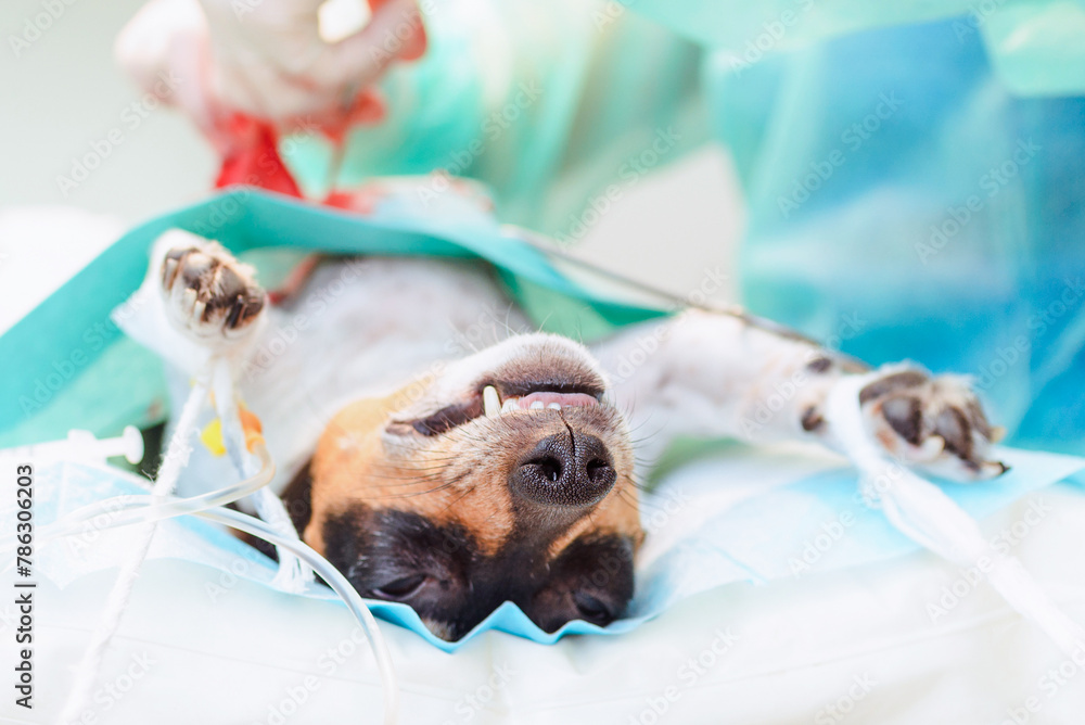 In the veterinary hospital operating room, the dog has an abdominal ...