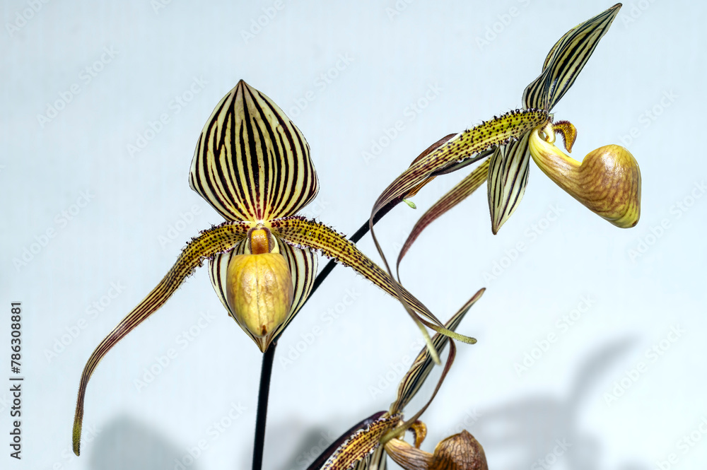 Paphiopedilum Saint Swithin (rothschildianum x philippinense), a ...