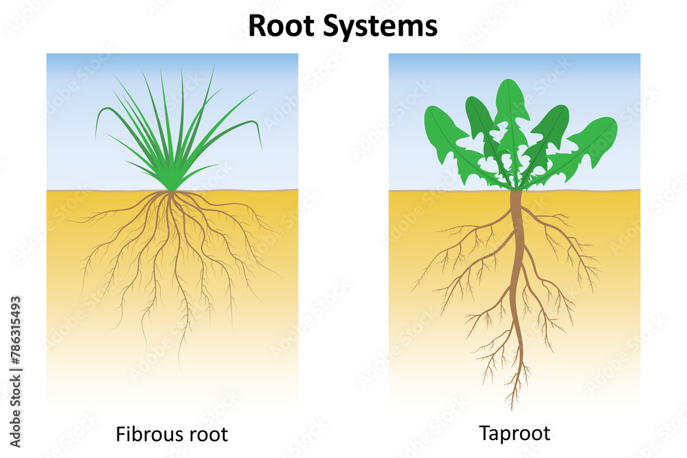Root systems. Fibrous root system and taproot system. Monocots and ... Root systems. Fibrous root system and taproot system. Monocots and ...