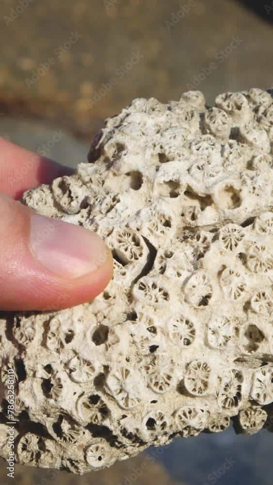 Vidéo Stock Marine biologist analyzing tropical seashore organism. Male ...