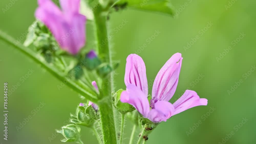 Malva sylvestris is species of common mallow genus Malva in family of ...