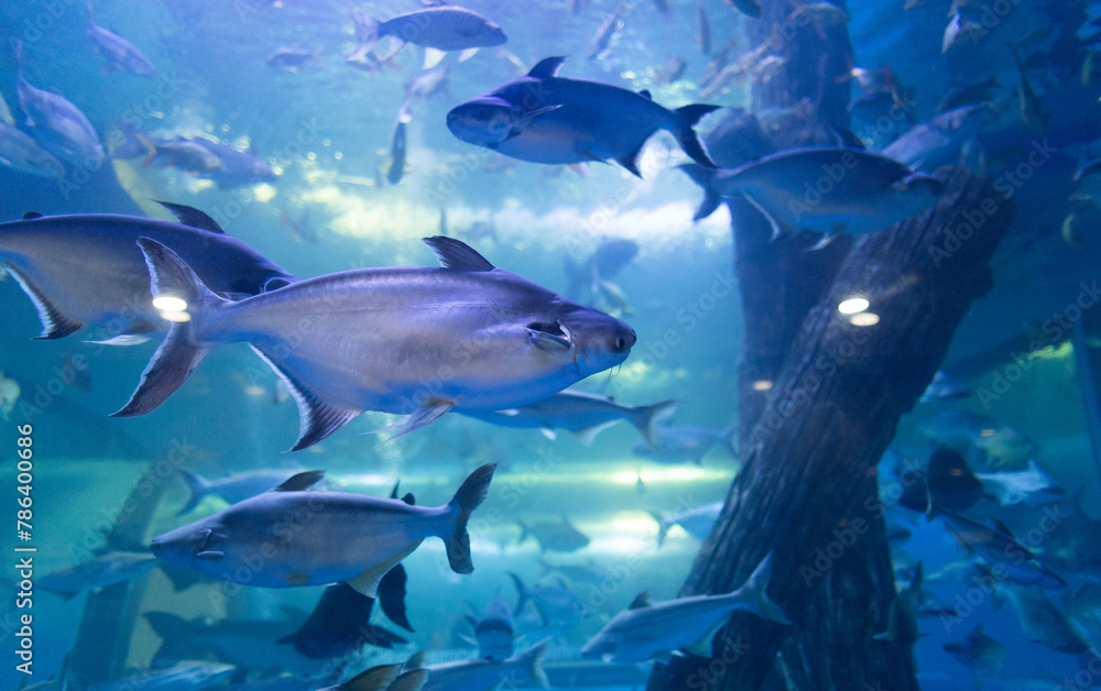 A type of large freshwater fish. Its scientific name is Pangasius ...