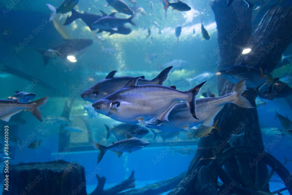 A type of large freshwater fish. Its scientific name is Pangasius ...