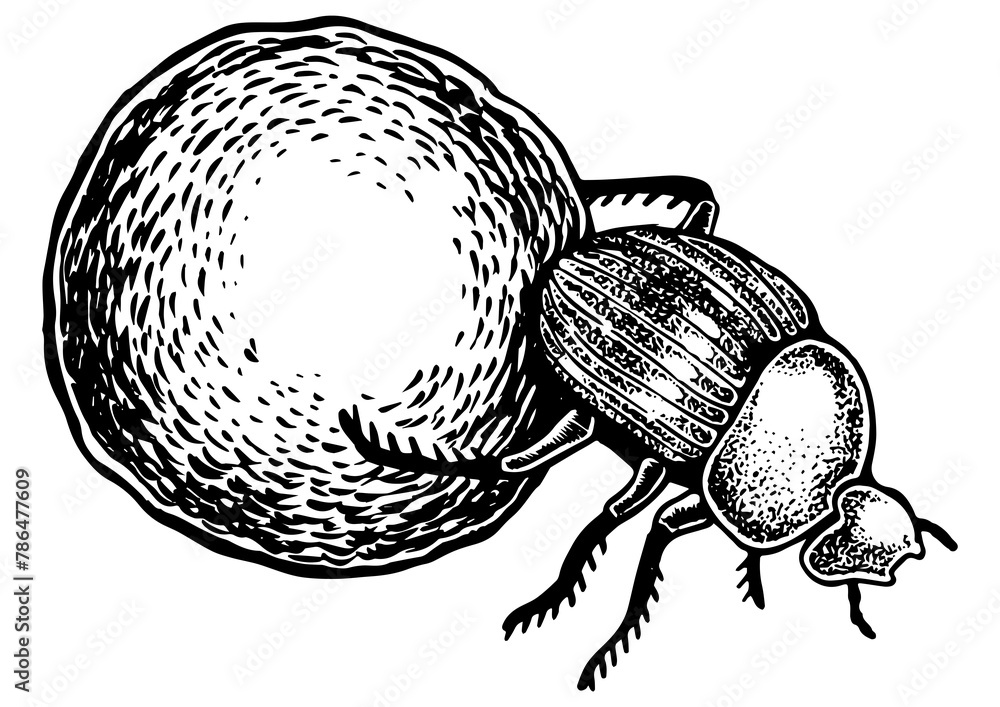 Dor beetle bug insect animal engraving PNG illustration. Scratch board ...