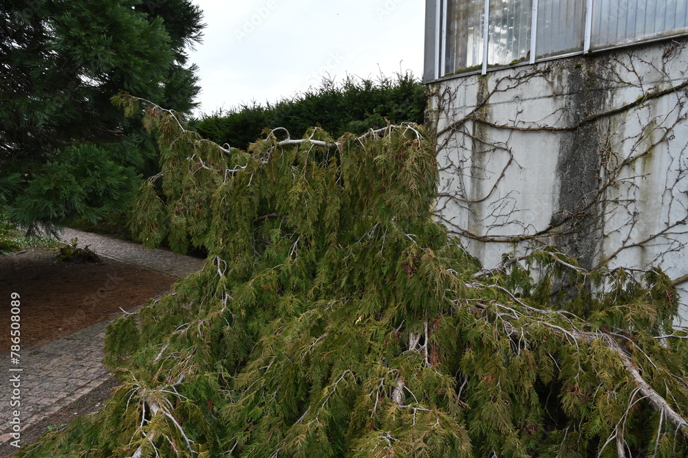 Northern white cedar in Latin Thuja occidentalis Pendula is the weeping ...