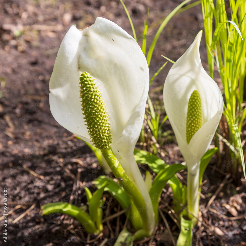 Lysichiton camtschatcensis, common name Asian skunk cabbage, white ...