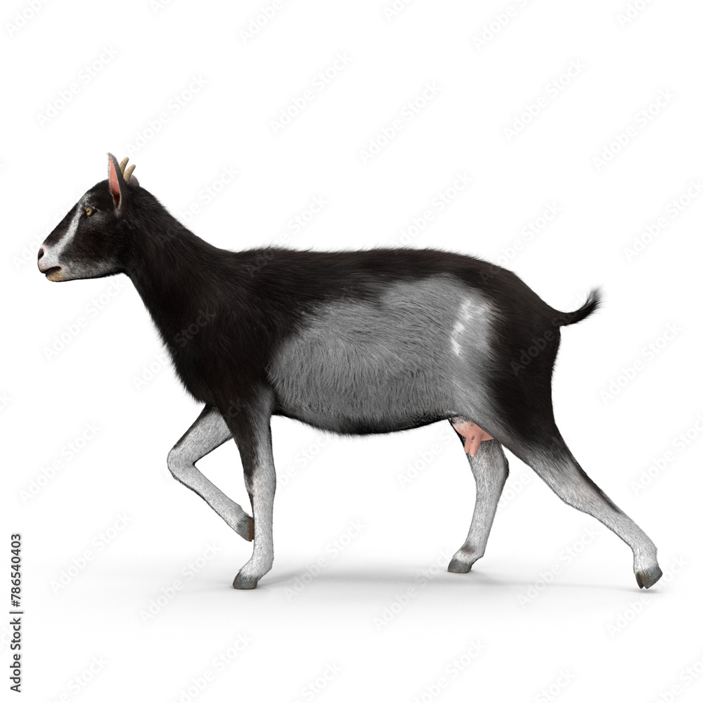 Realistic Goat with Black and White Fur 3D Model PNG - Perfect for ...