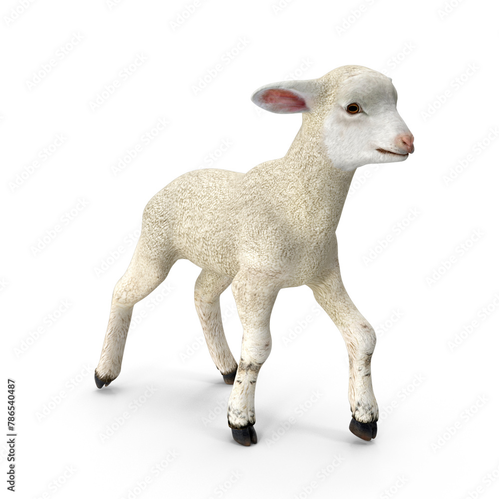 Realistic Lamb Pose 3D Model PNG - Ideal for Veterinary Training and ...