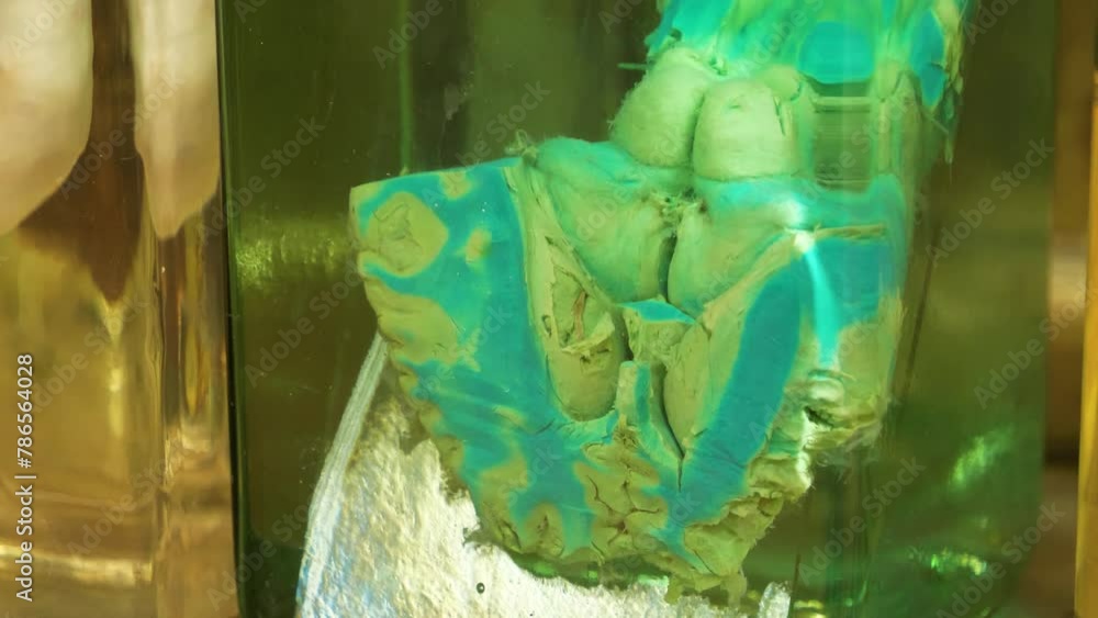 Blue cow brain in a flask. Cattle brain. Anatomy of brain, convolutions ...