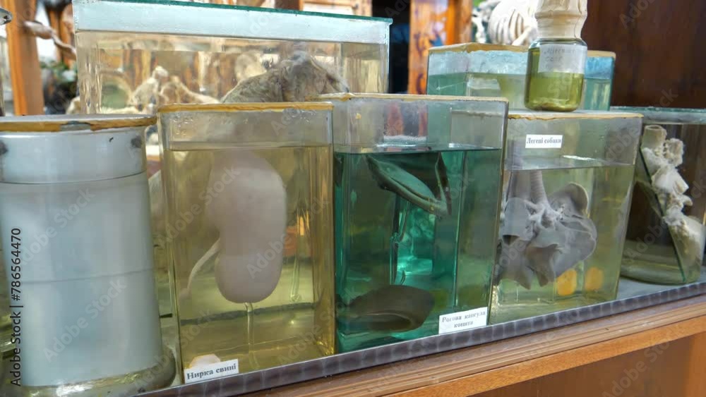 Animals internal organs. Animals internals in glass jars with ...