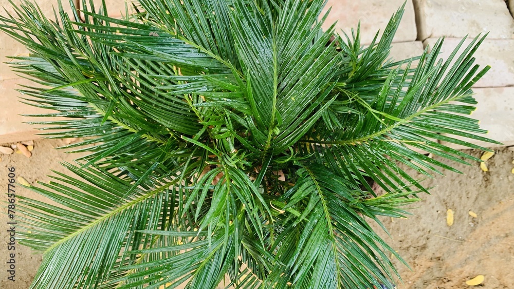 Cycad Plant. Cycas Plant. Fresh green cycad plants in the garden. sago ...