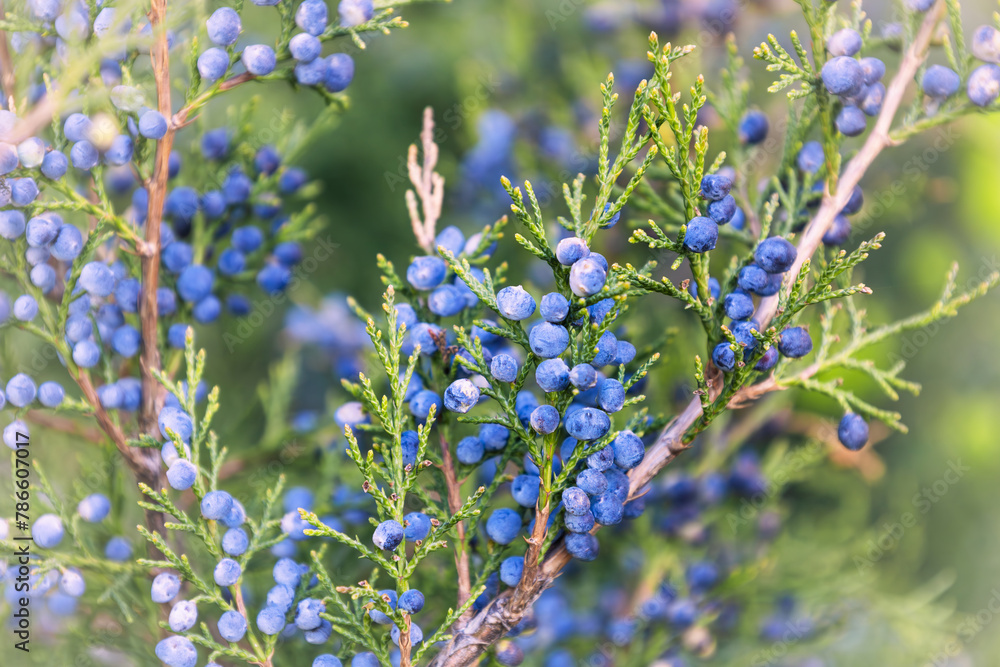 Bright needles with whitish blue berries Cossack juniper. Immature bumps of Juniperus sabina ...