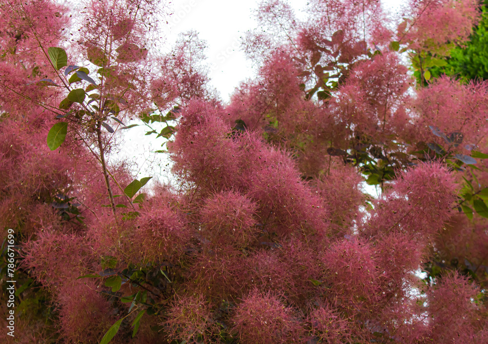 Smoke bush Cotinus Coggygria shrub that's also commonly known as royal ...