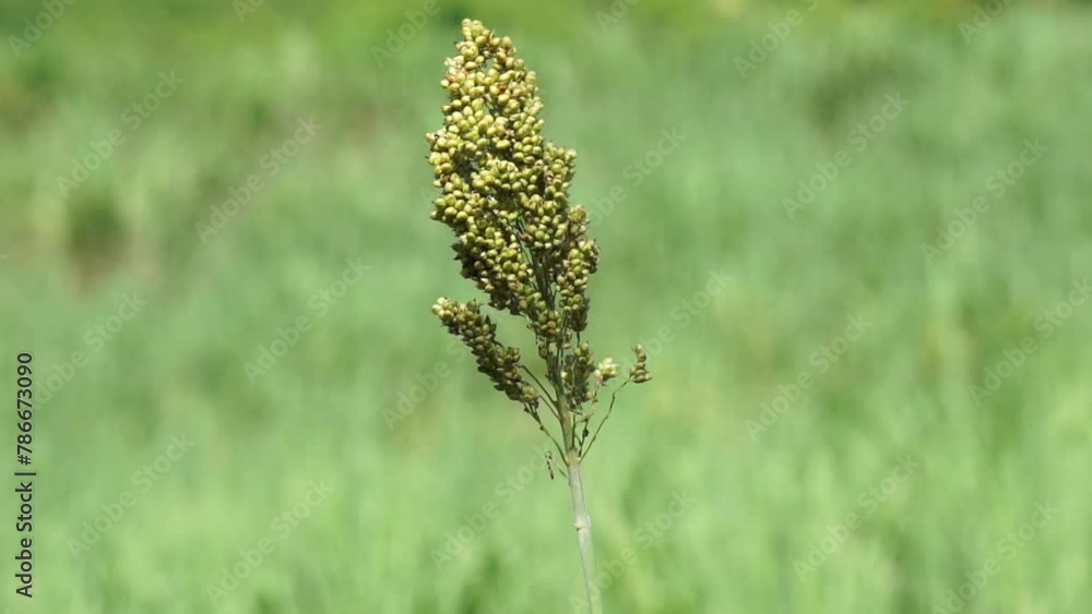 Sorghum bicolor (Cantel, gandrung, great millet, broomcorn, guinea corn ...