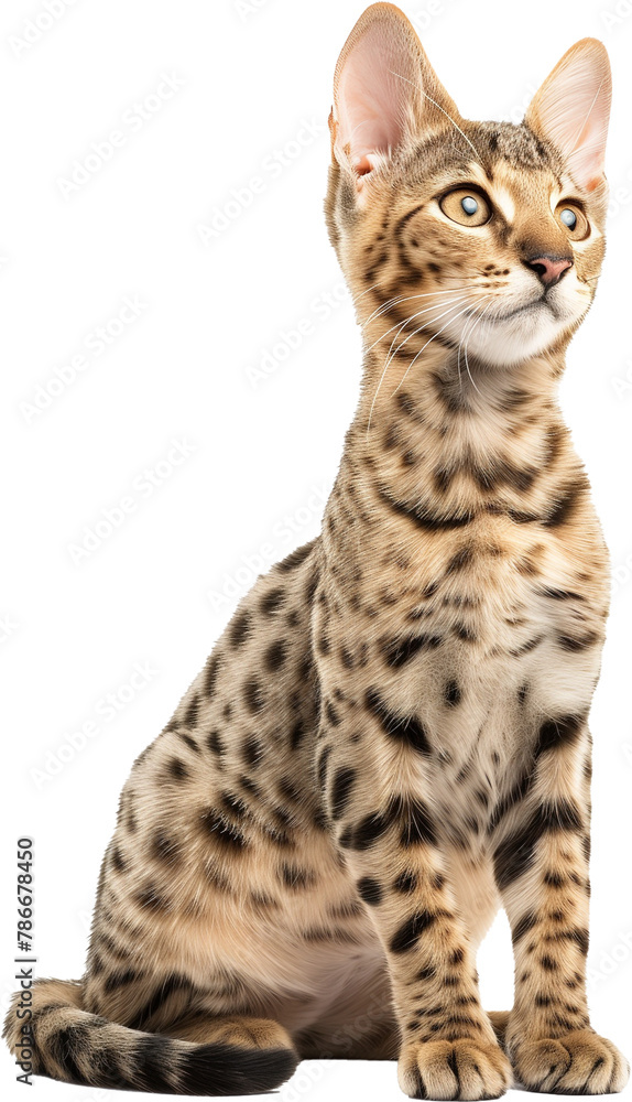 Hyena, Carnivore, Africa, Asia, Spotted hyena, Striped hyena, Brown ...