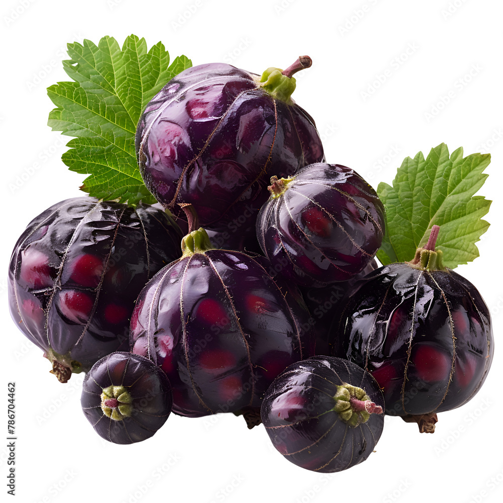 A detailed image of fresh jostaberries, a cross between black currant ...