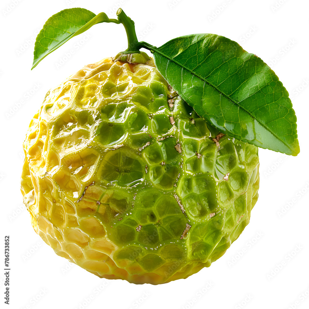 An HD image of a ripe ugli fruit, its rough, wrinkled green-yellow skin ...