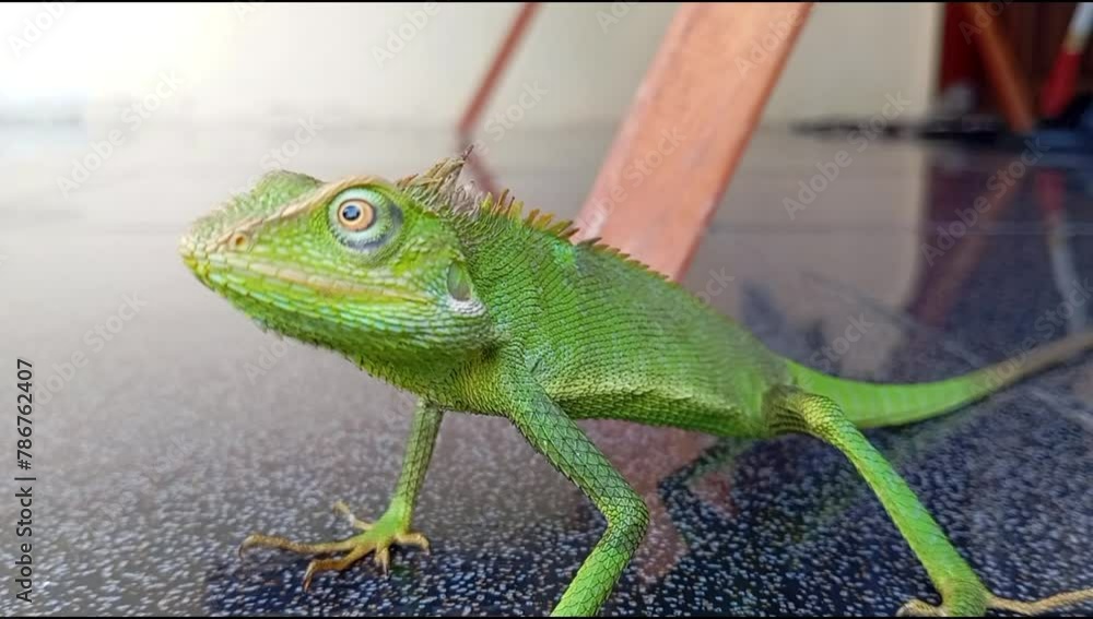 The maned chameleon (Bronchocela jubata) is a species of tree lizard ...