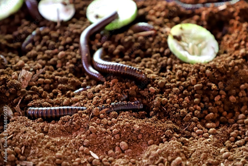 Three Millipedes on the soil. Blur background of slices of cucumber ...