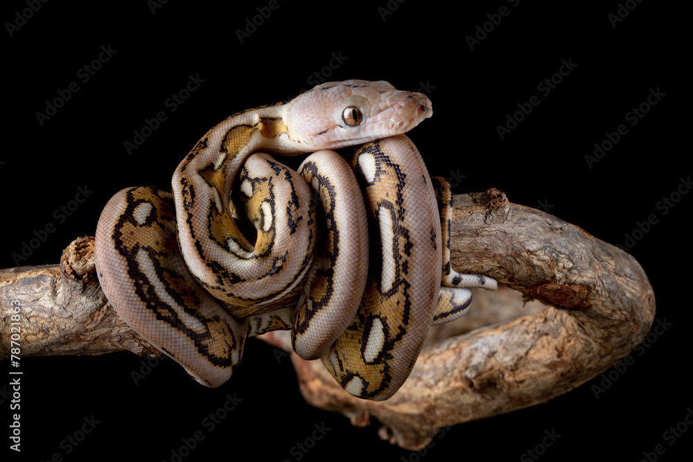 The Reticulated Python (Malayopython reticulatus) is a python species ...