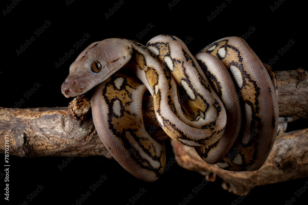 The Reticulated Python (Malayopython reticulatus) is a python species ...