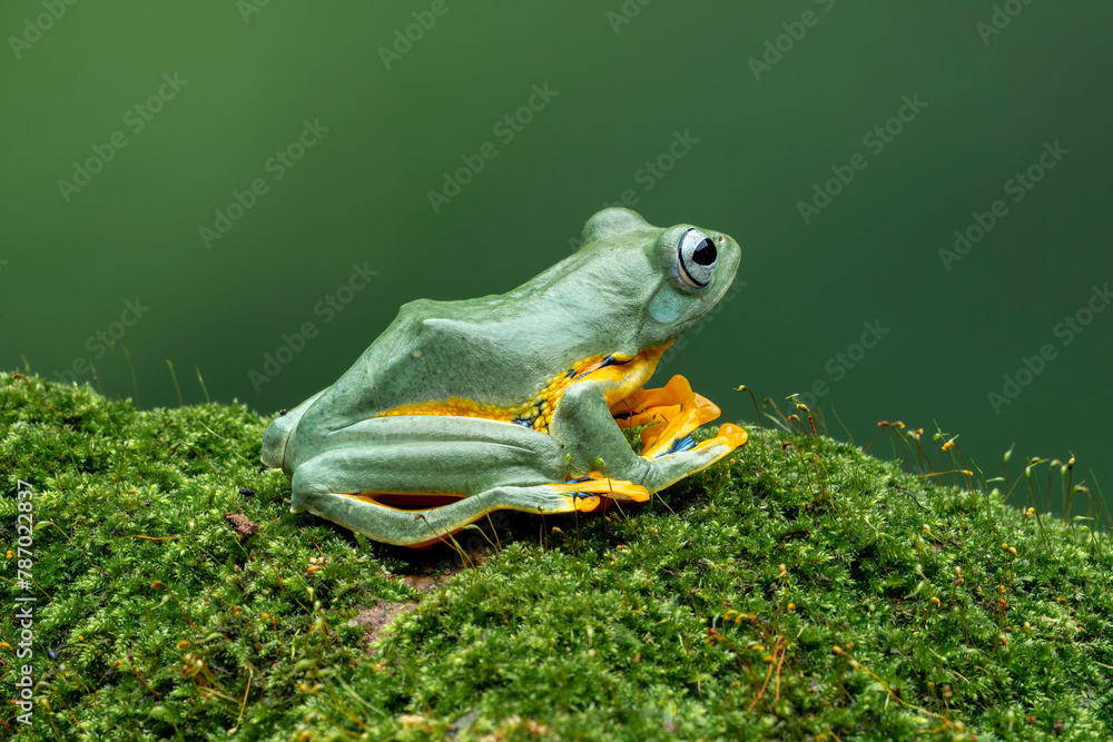 Green Flying frog (Rachophorus reinwardtii) native to Java, Indonesia ...