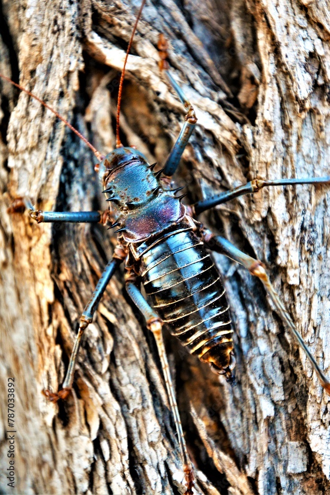 Acanthoplus discoidalis (Armoured katydid or bush cricket ...