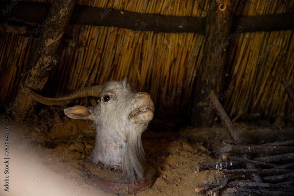 Taxidermy head of a goat inisde a ancient hut dating from neolithic ...