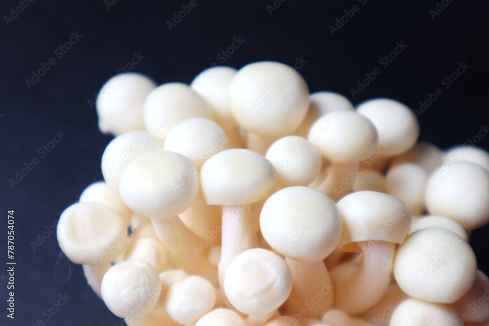 Bunapi-shimeji or white shimeji mushroom (Hypsizygus tessulatus), dark ...