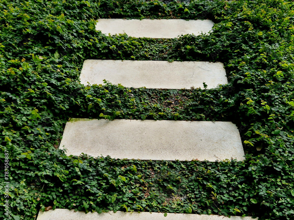 creeping fig as it’s commonly known, is a fabulous plant that will ...